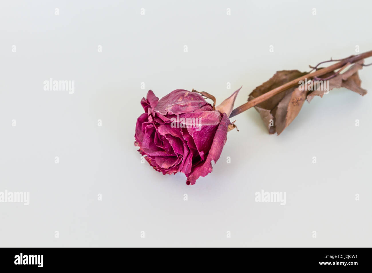 withered rose made in studio with fill flash Stock Photo - Alamy