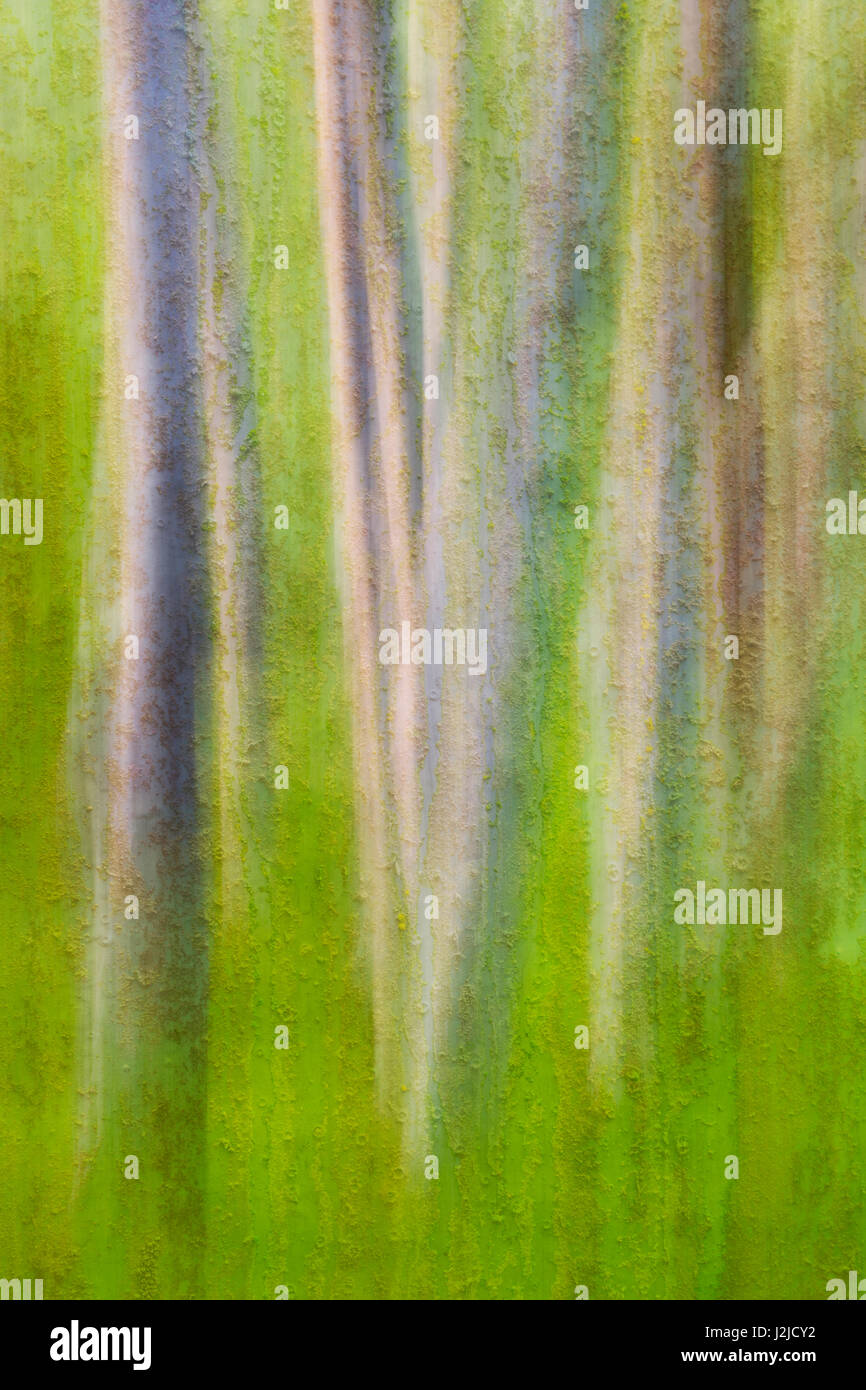 USA, Washington State. Alder tree abstract. Credit as: Don Paulson ...