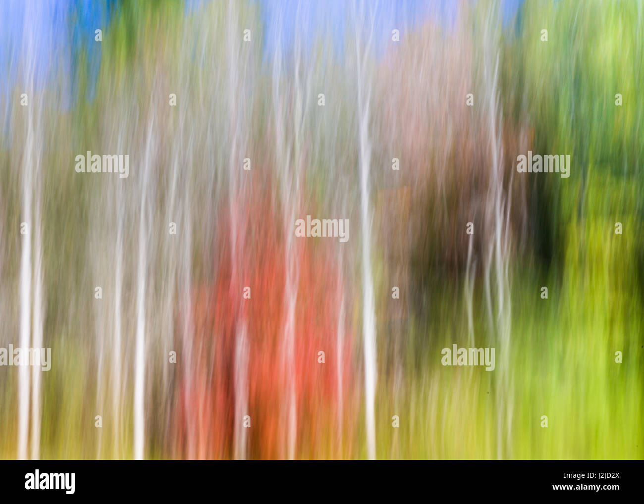 USA, Tennessee, Cherokee National Forest. Abstract tree reflections in ...