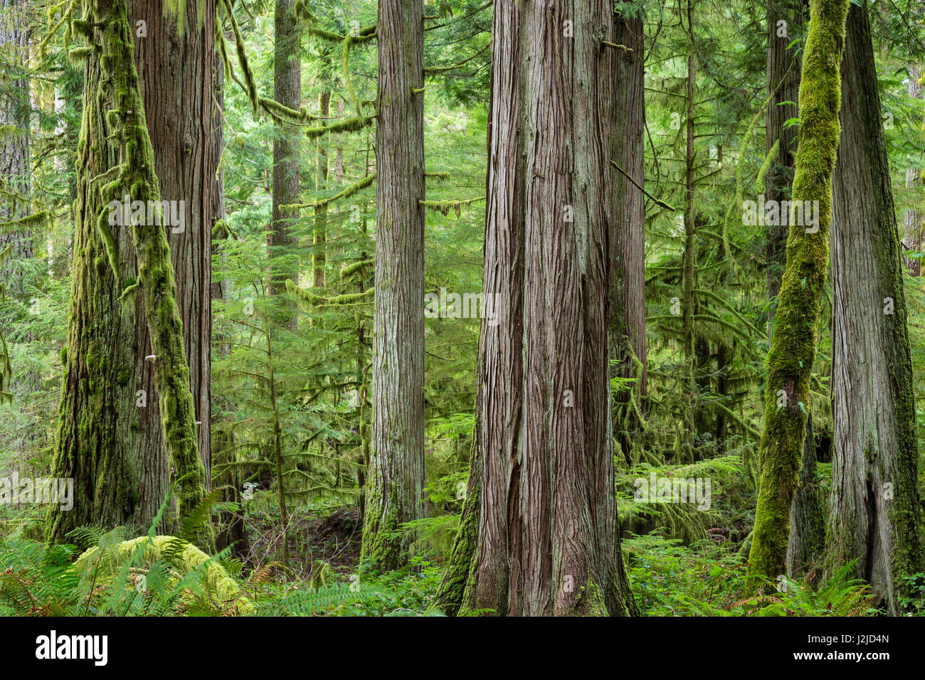 USA, Washington State, Olympic National Park. Old growth forest on ...