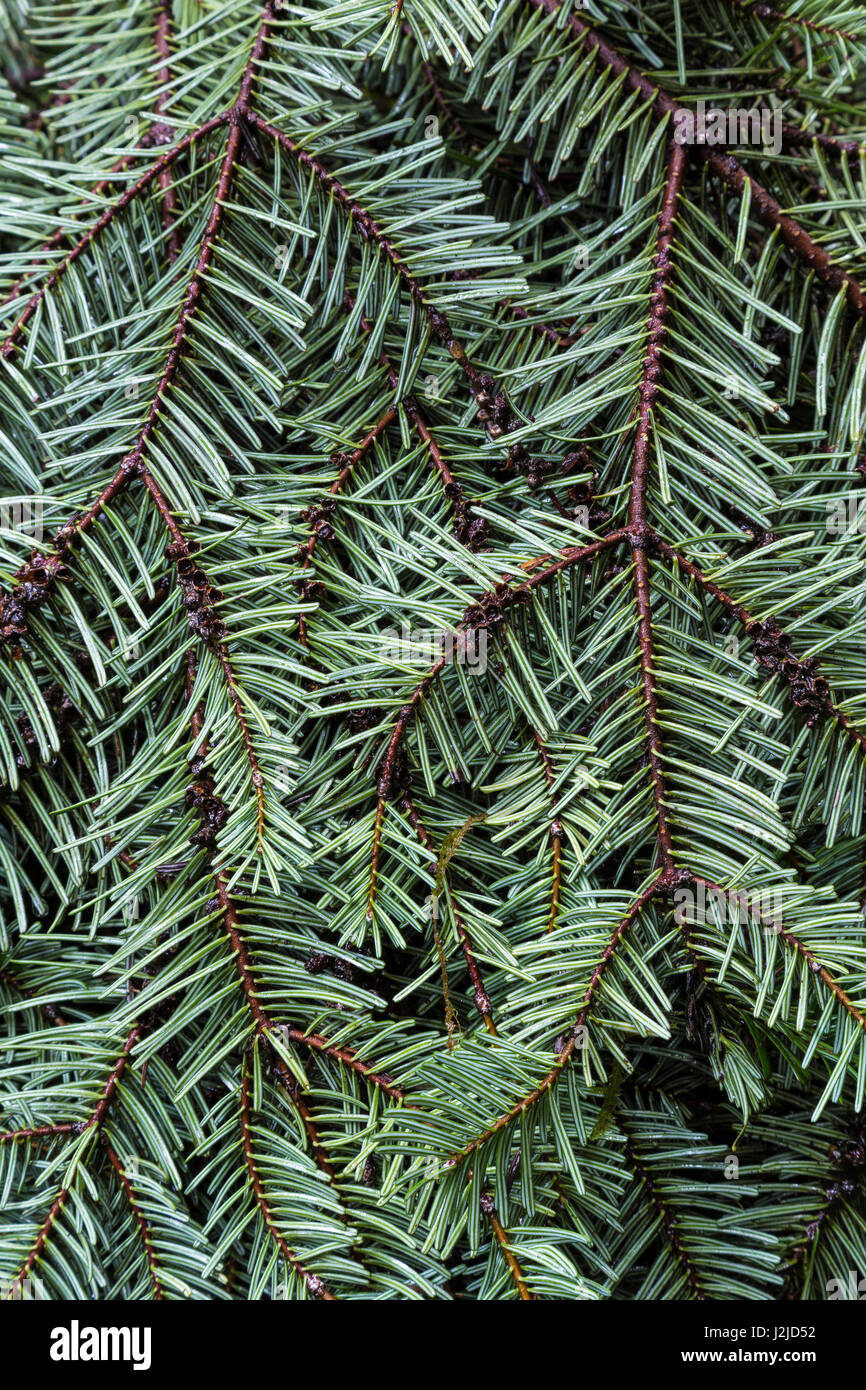 USA, Washington State, Olympic National Park. Sitka spruce bough ...