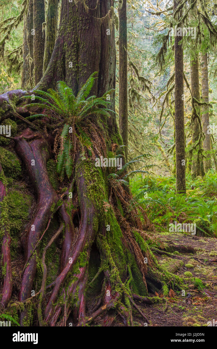 USA, Washington State, Olympic National Park. Western red cedar growing ...