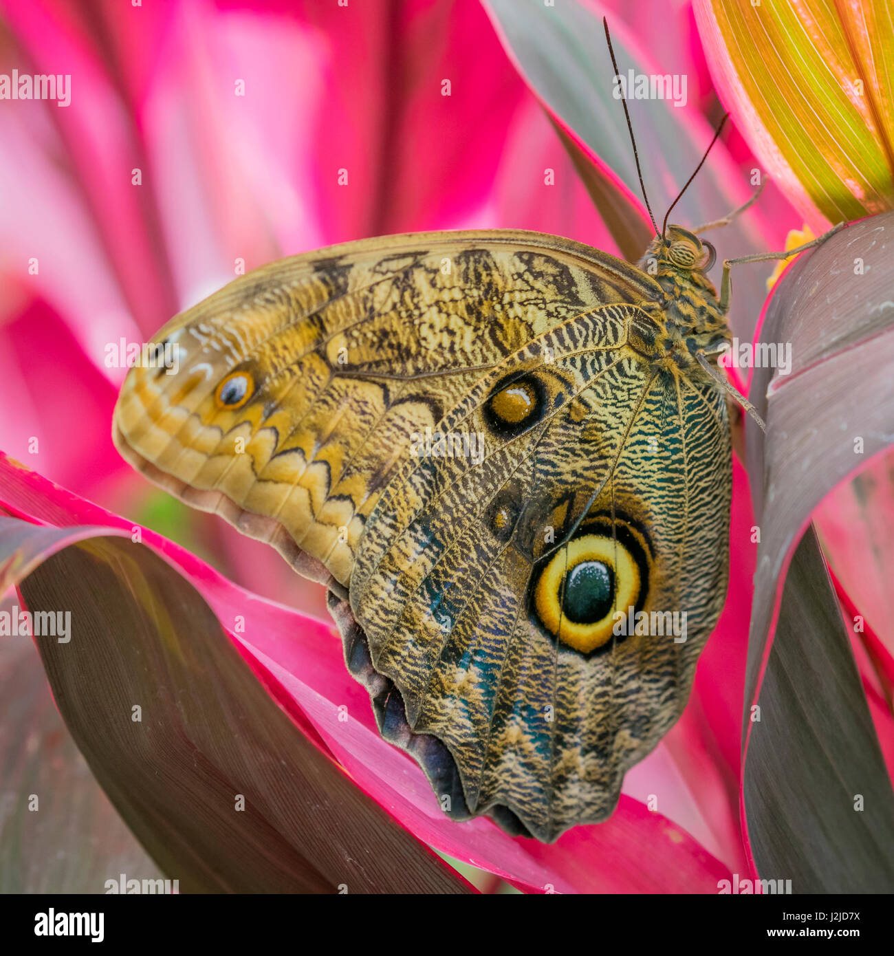 Seattle close up owl hi-res stock photography and images - Alamy