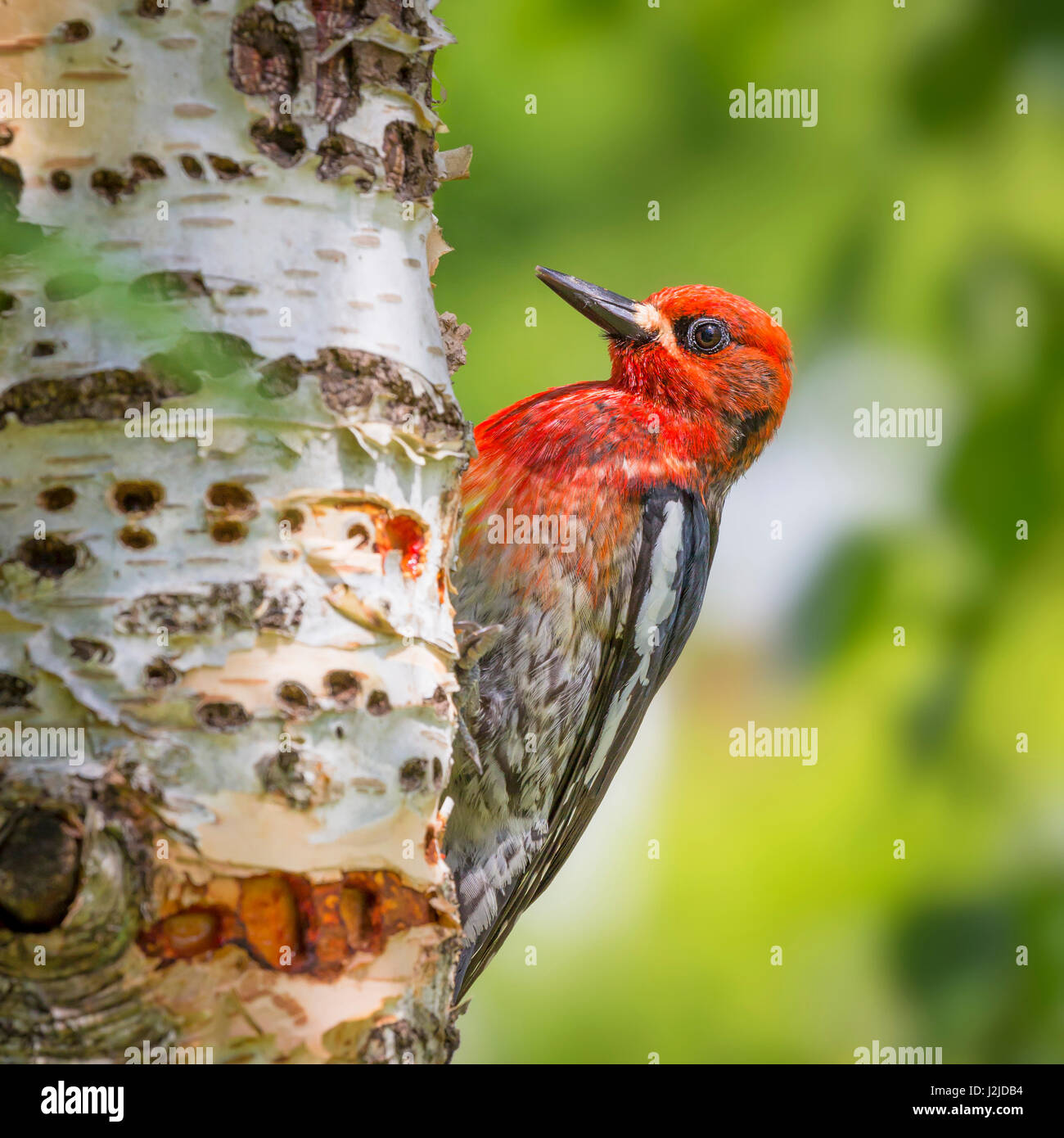 Paper birch tree hi-res stock photography and images - Alamy