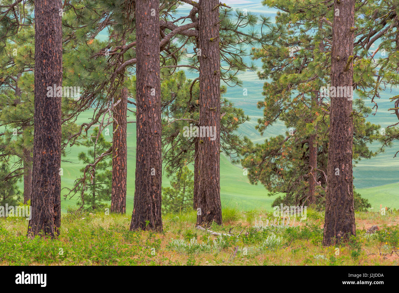 USA, Washington State, Palouse Hills. Pine forest scenic. Credit as ...