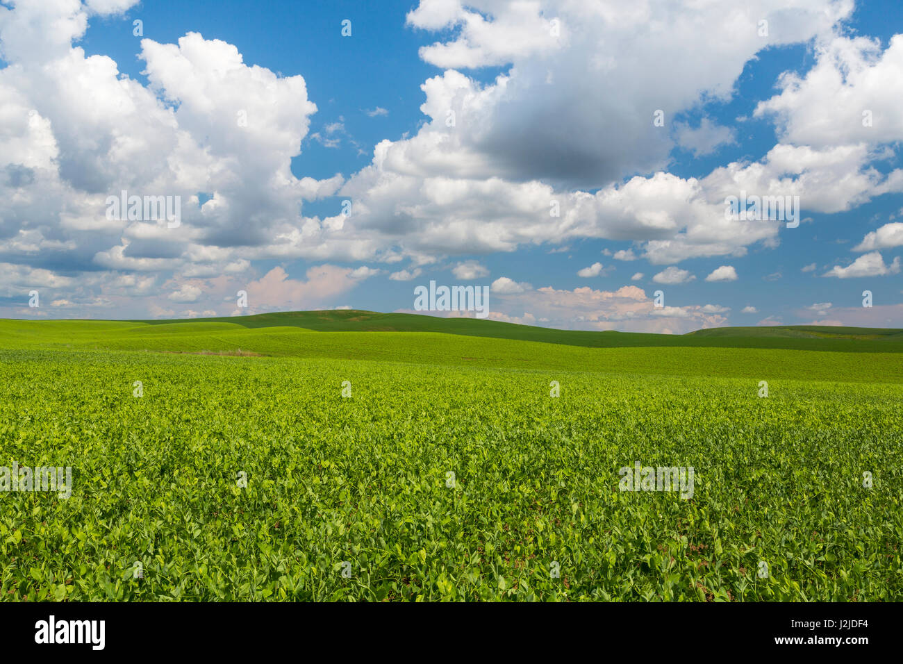 USA, Washington State, Palouse Hills. Field of spring peas. Credit as ...