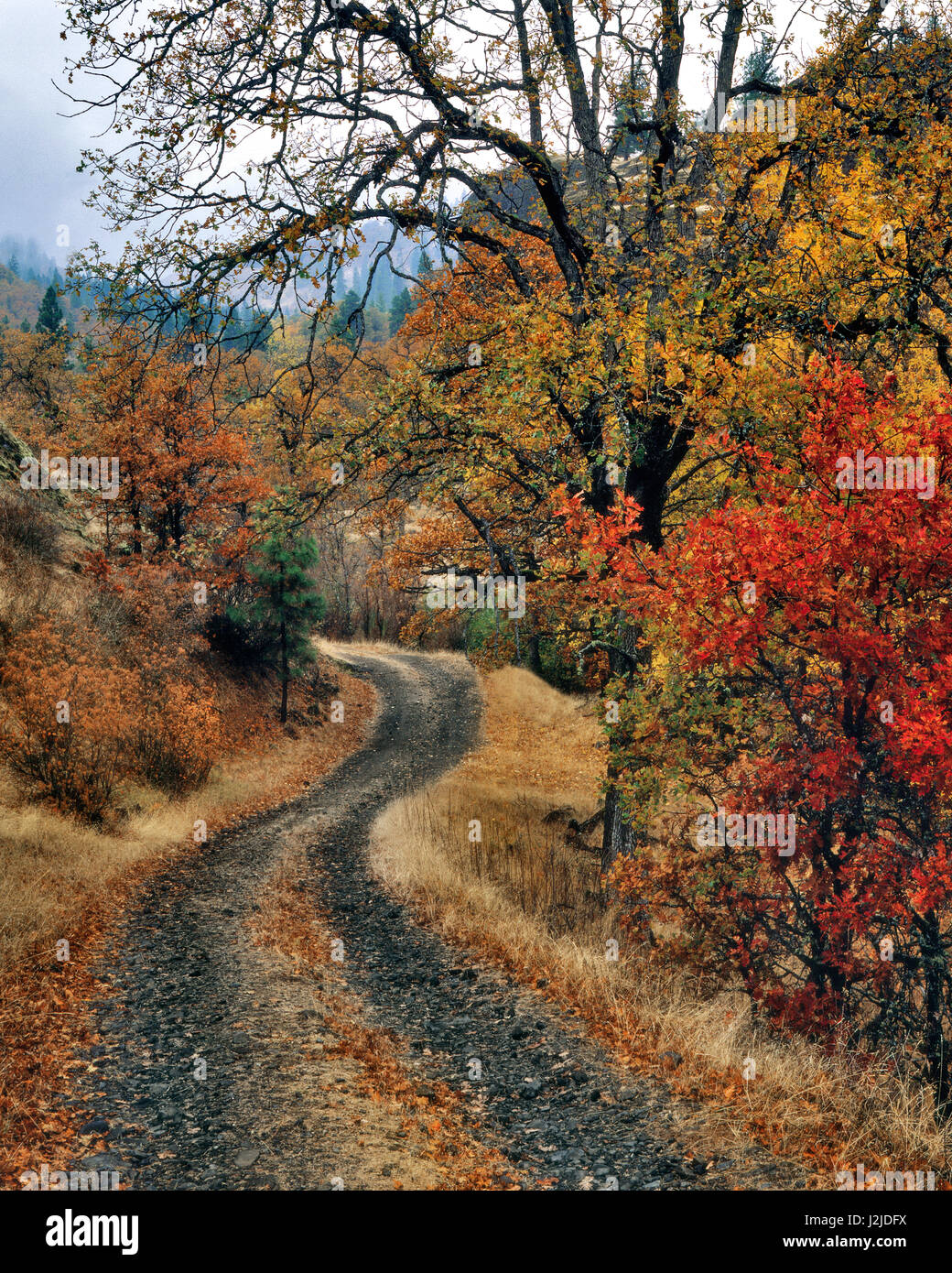 USA, Washington State, Columbia River Gorge National Scenic Area. Road ...