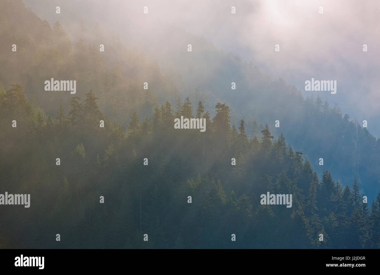 USA, Washington, Maple Grove. Coastal forest in morning fog. Credit as ...