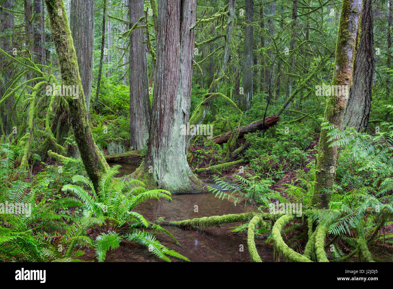 USA, Washington State, Beach State Park. Scenic of stream in forest ...