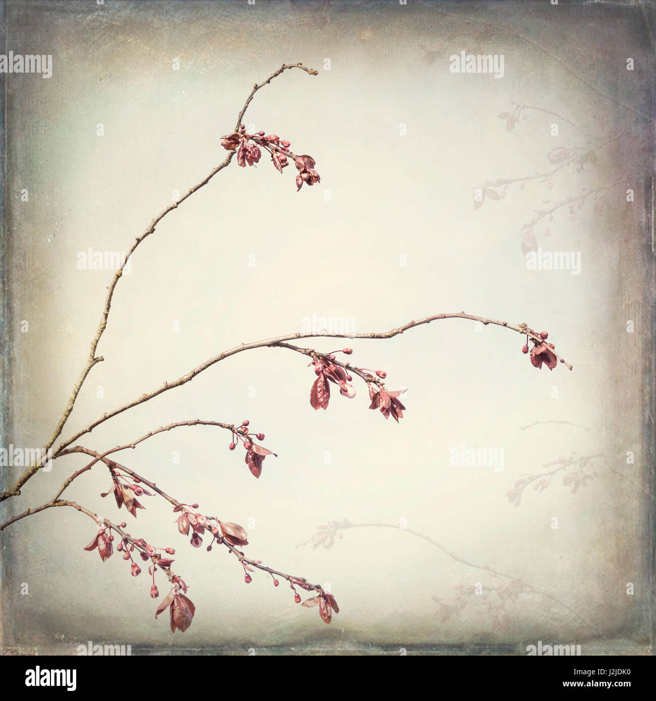 USA, Washington State, Seabeck. Plum tree branch with spring buds ...