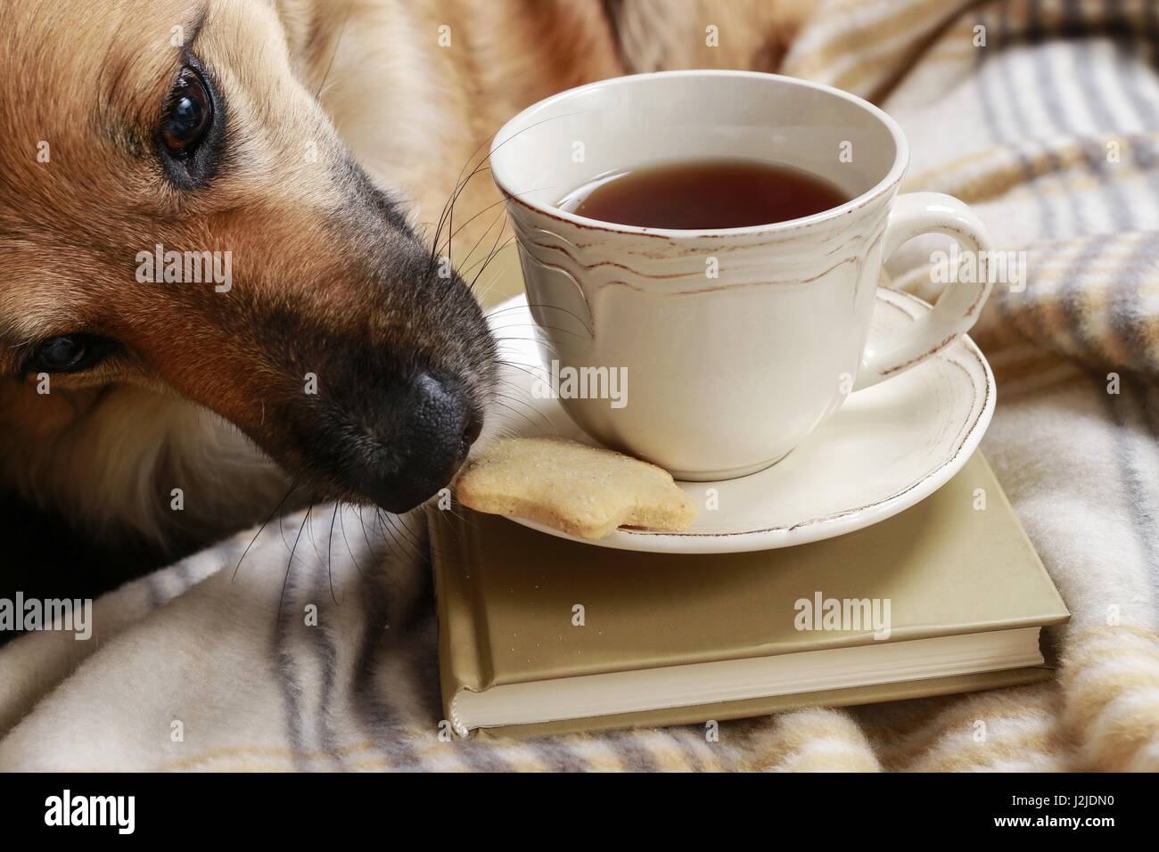 Dog steals a cookie. Lovely pet Stock Photo - Alamy