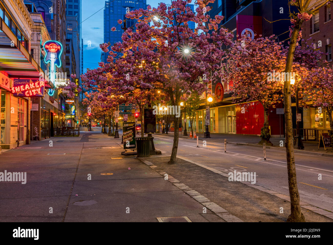 Cherry trees in full spring bloom on Pike Street in downtown Seattle ...
