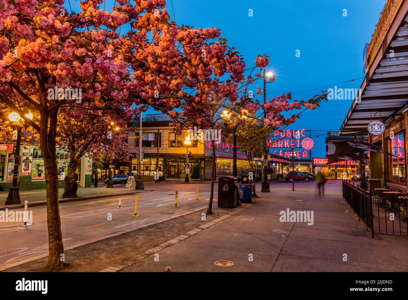 Cherry trees in full spring bloom on Pike Street in downtown Seattle ...