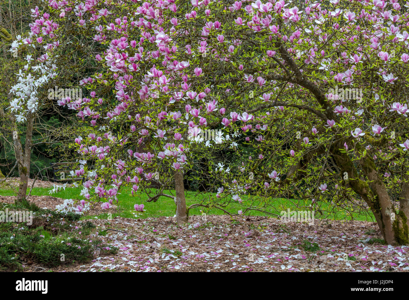 Magnolia trees flowering in spring at the Arboretum in Seattle ...