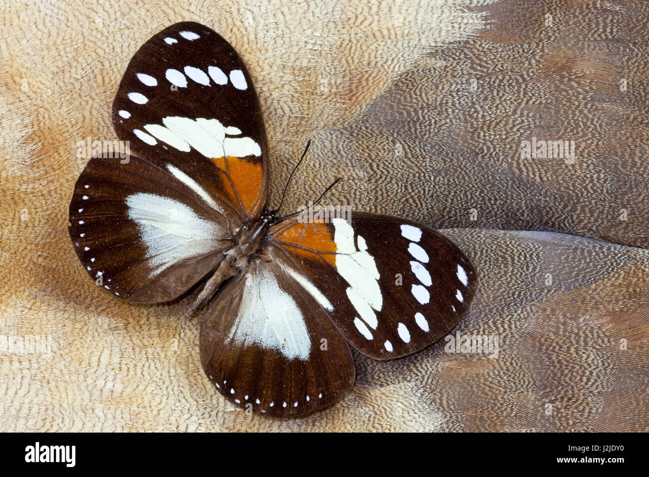 Salamis forest hi-res stock photography and images - Alamy