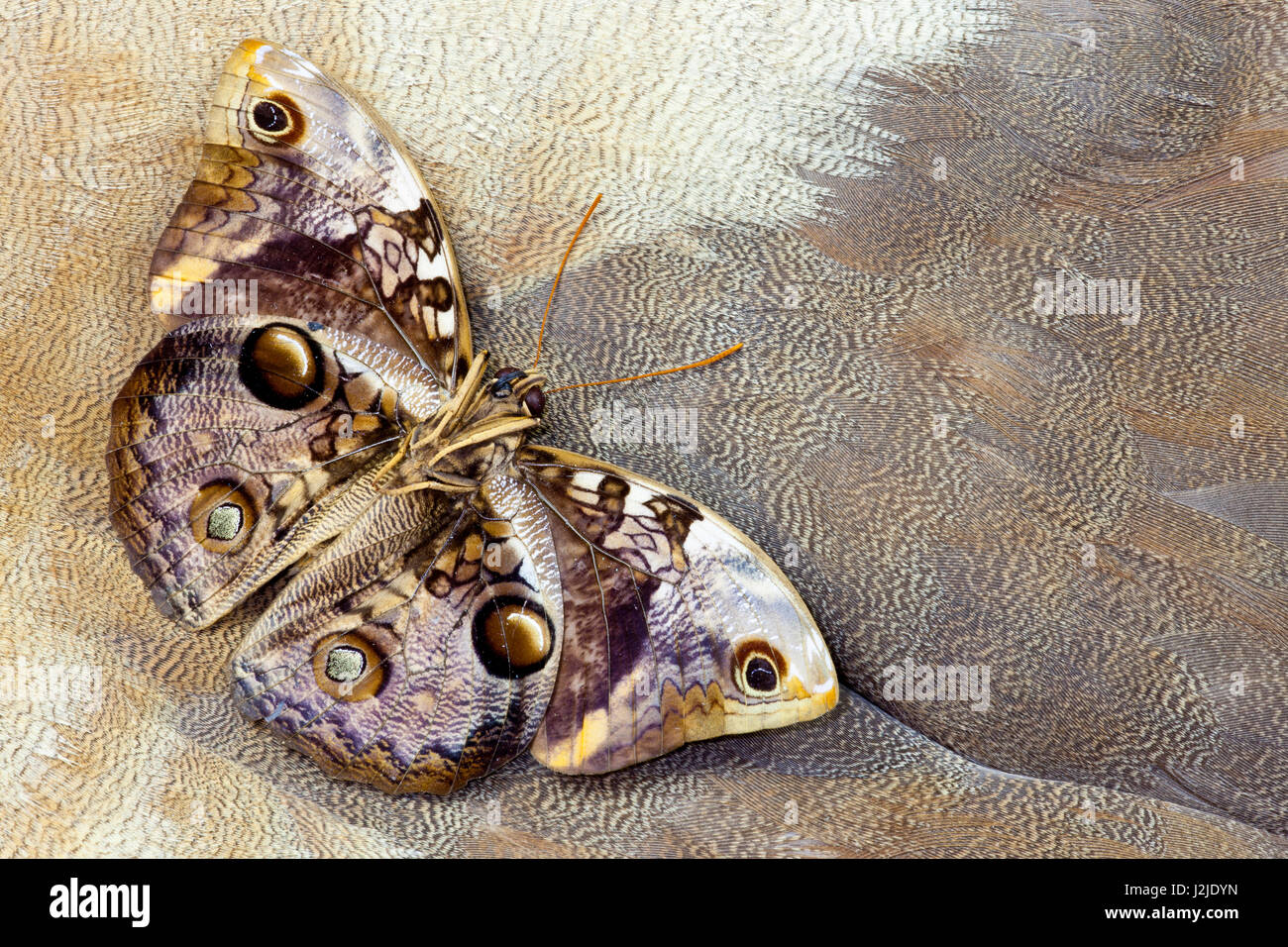 Butterfly on Egyptian Goose Feather Design Stock Photo - Alamy