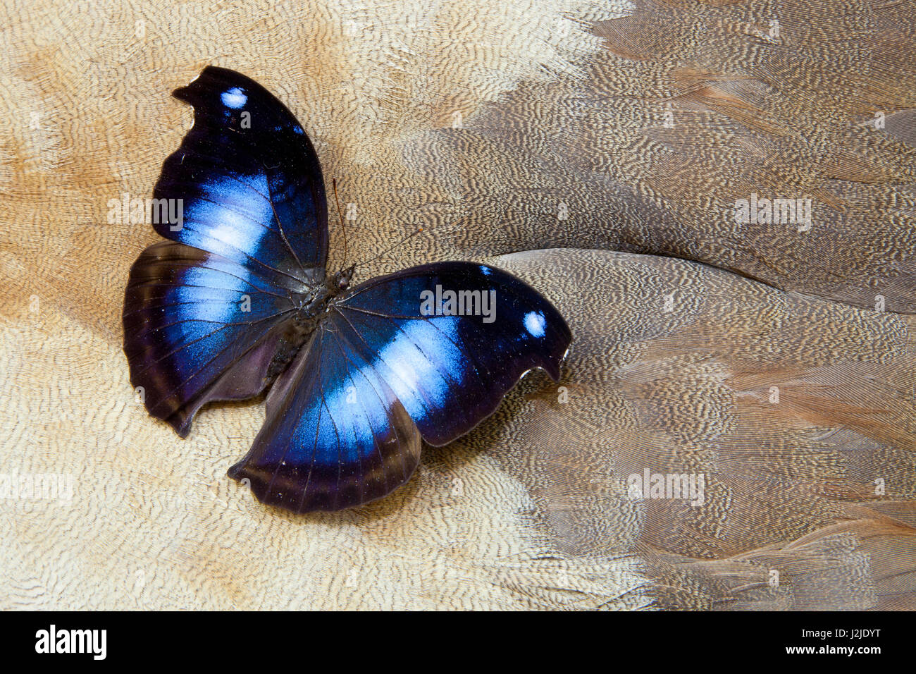 Butterfly on Egyptian Goose Feather Design Stock Photo - Alamy