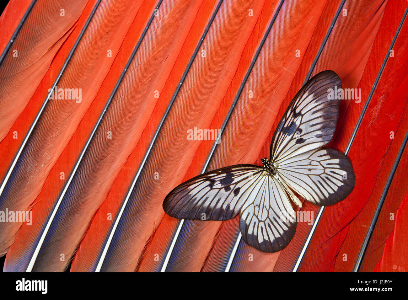 Tail paper hi-res stock photography and images - Alamy