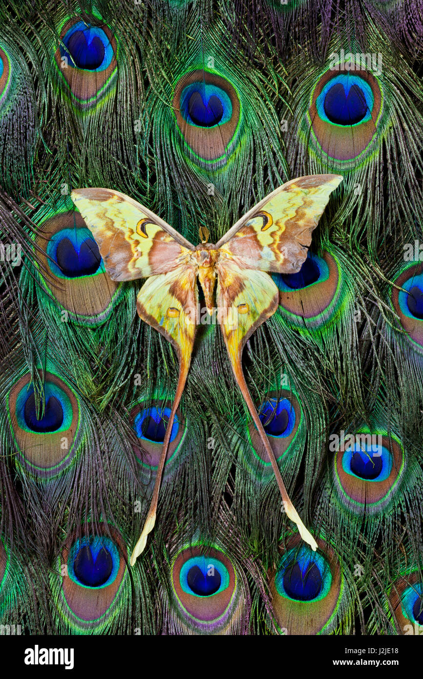 Malaysian Moon Moth Male on Peacock Tail Feather Design Stock Photo - Alamy