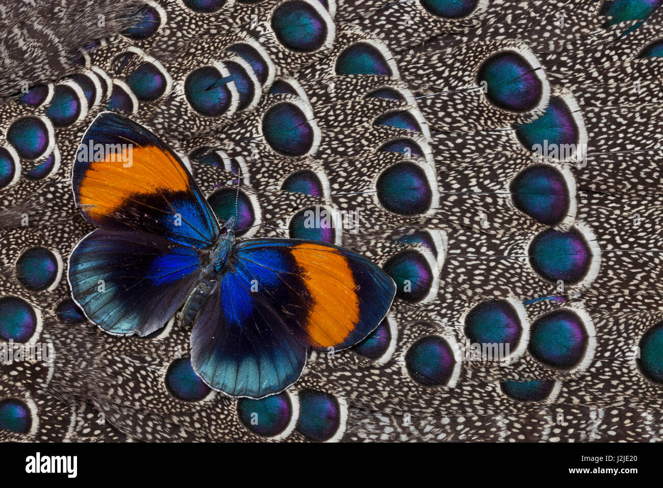 Peruvian Asterope Butterfly on Grey Peacock Pheasant Feather Design ...
