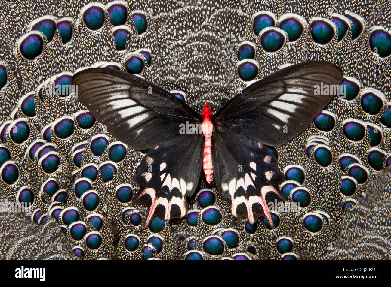 Winged female hi-res stock photography and images - Alamy