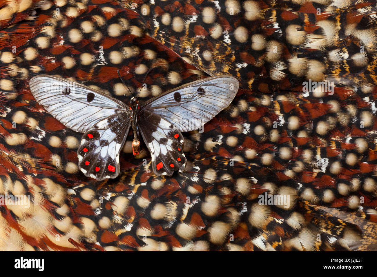 Cressida hi-res stock photography and images - Alamy