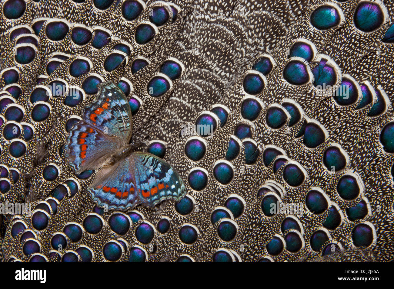 African Gaudy Commodore Butterfly on Grey Peacock Pheasant Feather ...