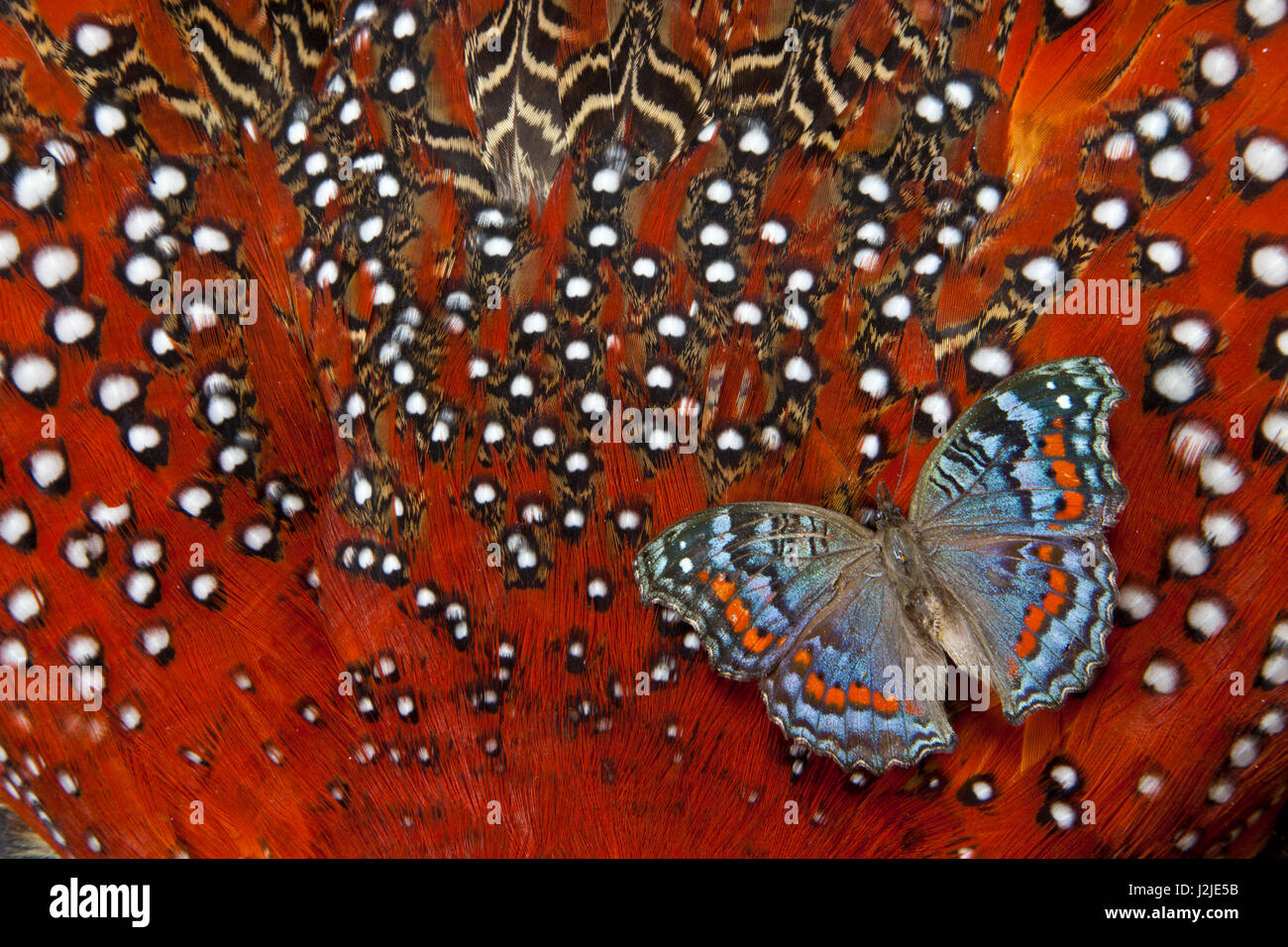 Precis hi-res stock photography and images - Alamy
