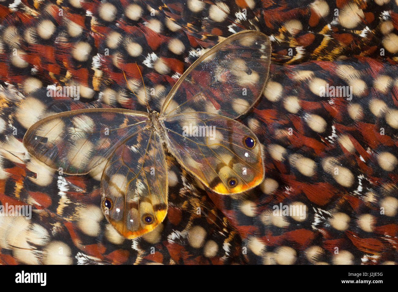 Wing glass hi-res stock photography and images - Alamy