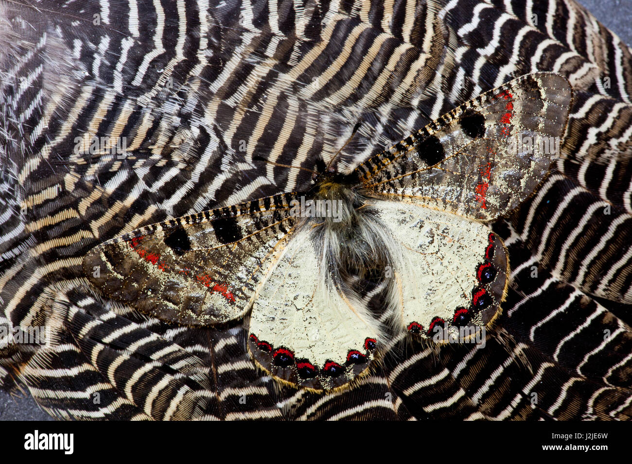 Butterfly on Feather Design Stock Photo - Alamy