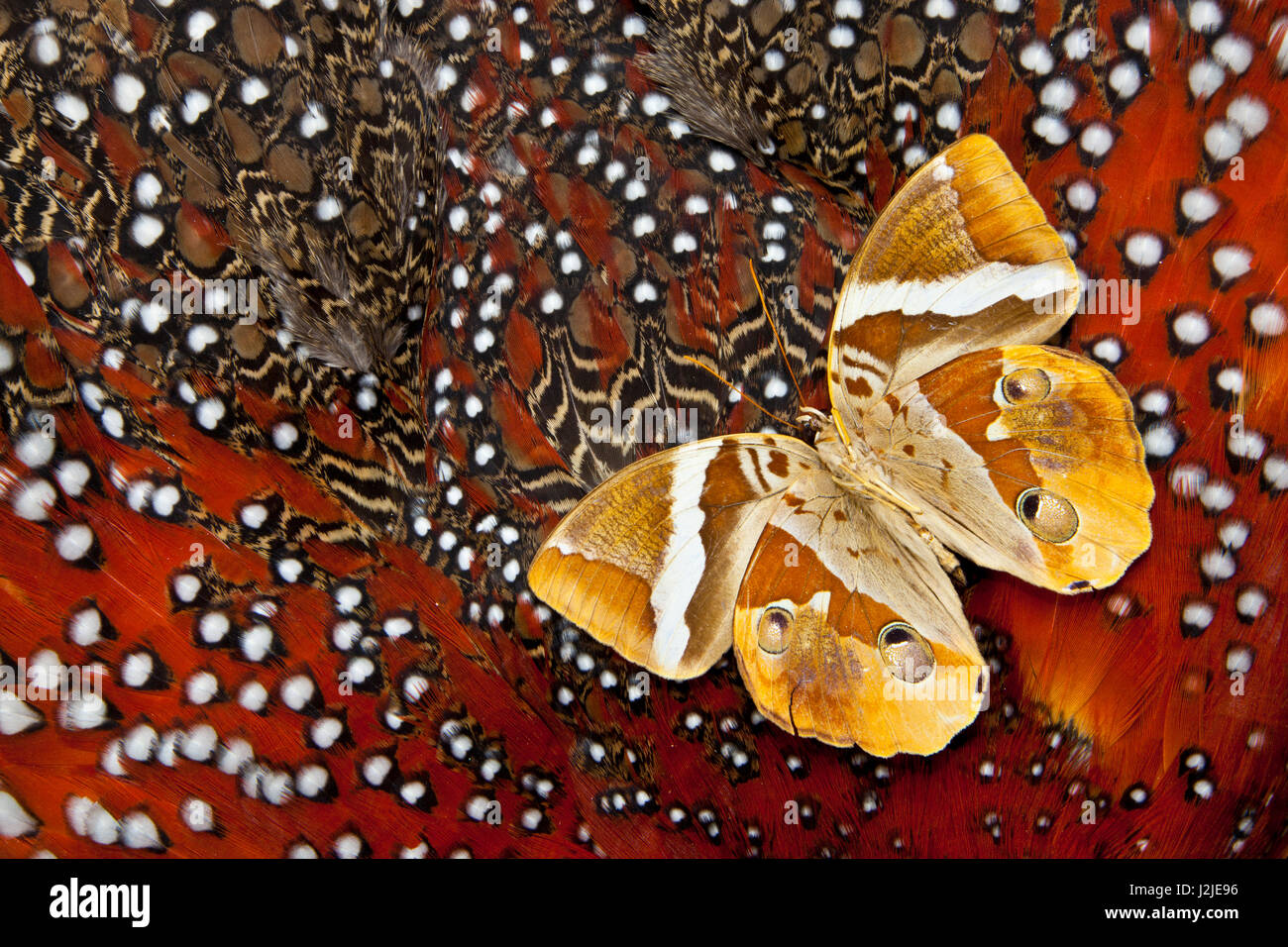South East Asia Thauria aliris, The Tufted Jungleking, on Tragopan ...