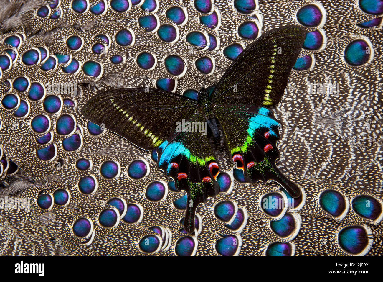 Tropical Swallowtail, Papilio Krishna, Butterfly on Grey Peacock ...