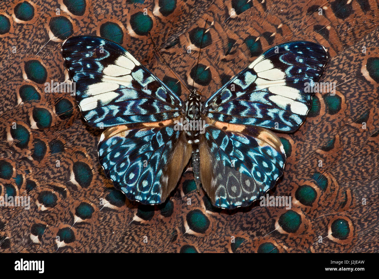 Cracker Butterfly on Malayan Peacock-Pheasant Feather Design Stock ...