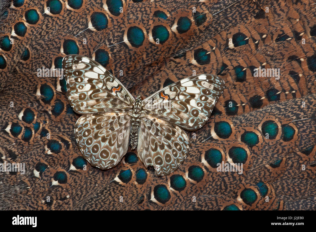 Cracker Butterfly on Malayan Peacock-Pheasant Feather Design Stock ...