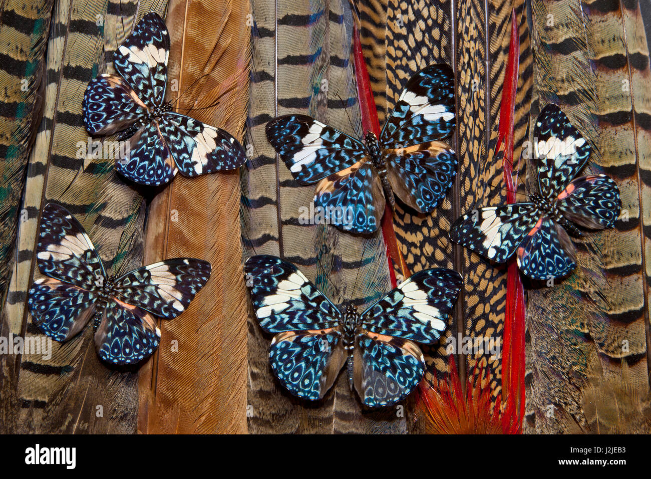 Five Hamadryas Cracker Butterfly on Tail Feathers of variety of ...