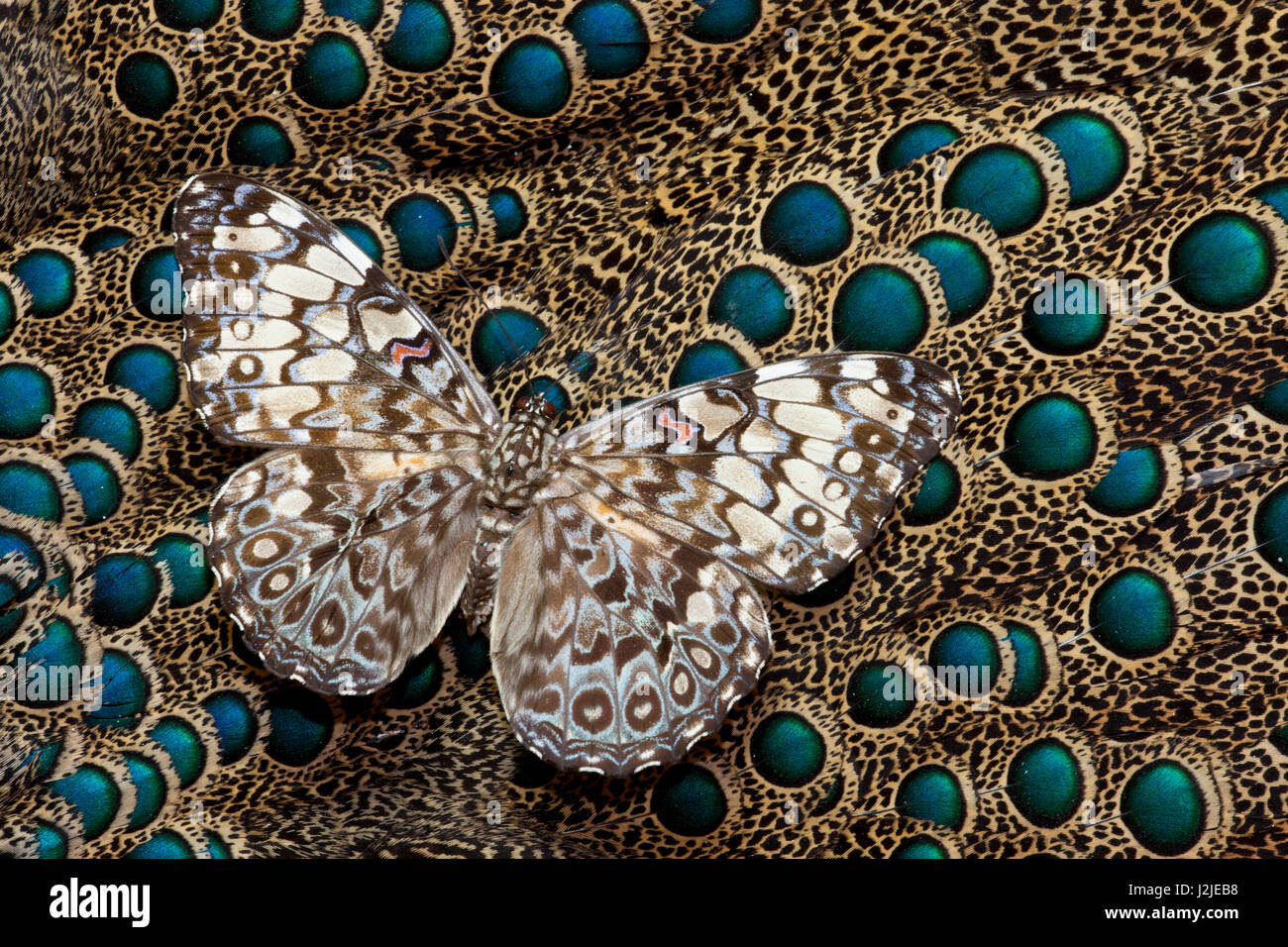 Cracker Butterfly on Malayan Peacock-Pheasant Feather Design Stock ...