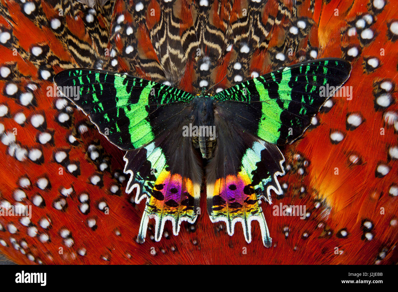 The madagascan sunset moth hi-res stock photography and images - Alamy
