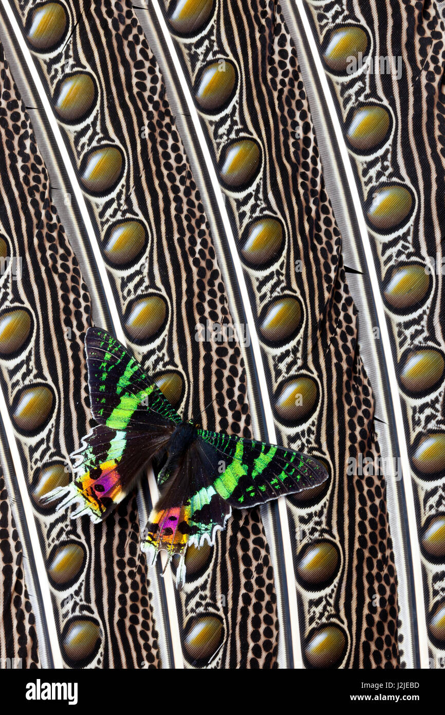 The madagascan sunset moth hi-res stock photography and images - Alamy