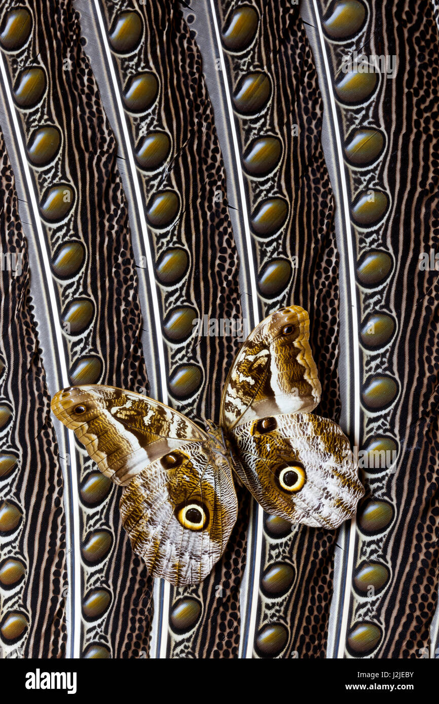 Owl Butterfly on Argus Wing Feathers Stock Photo - Alamy