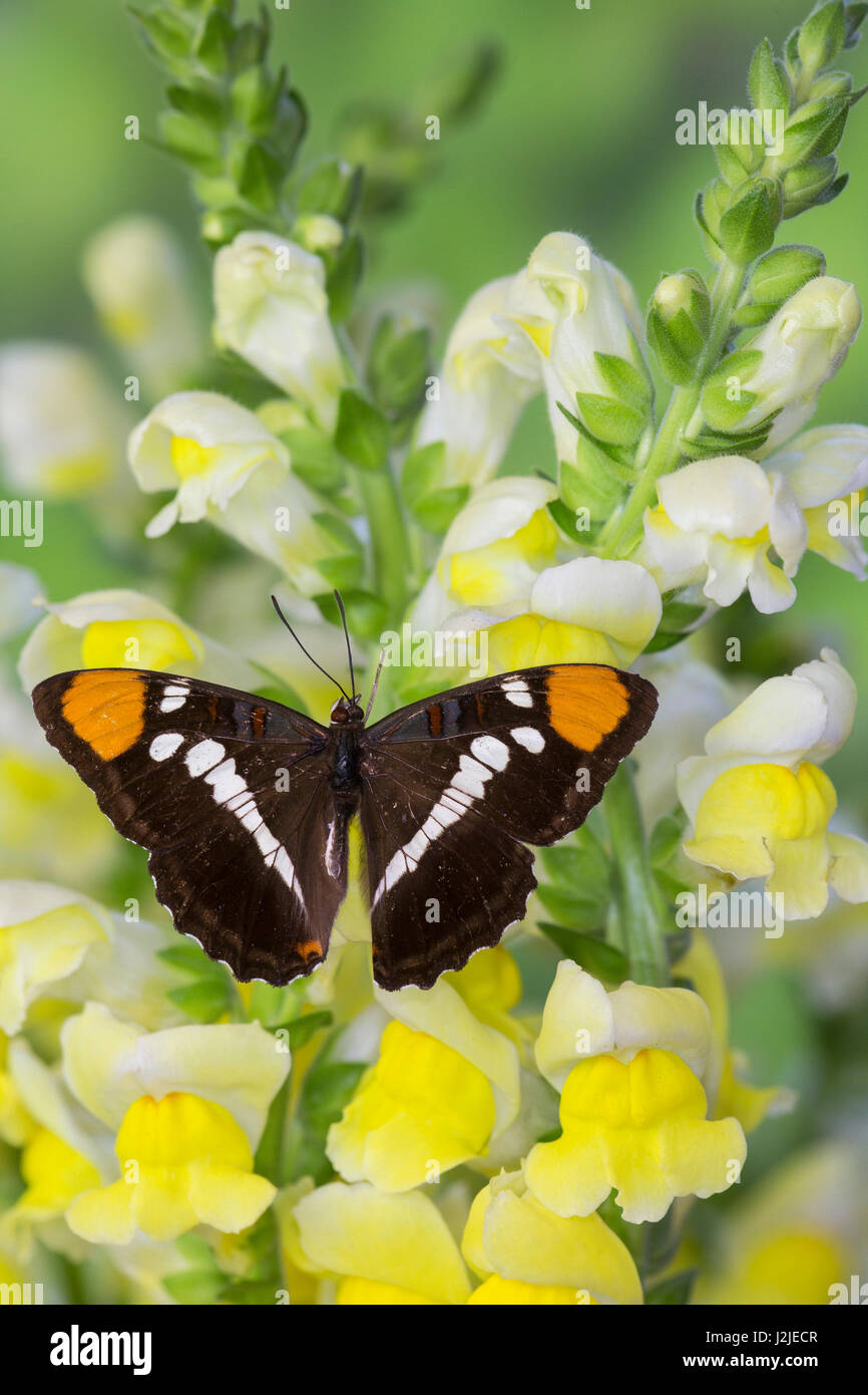 California Sister butterfly, Adelpha bradowii on Yellow and White ...