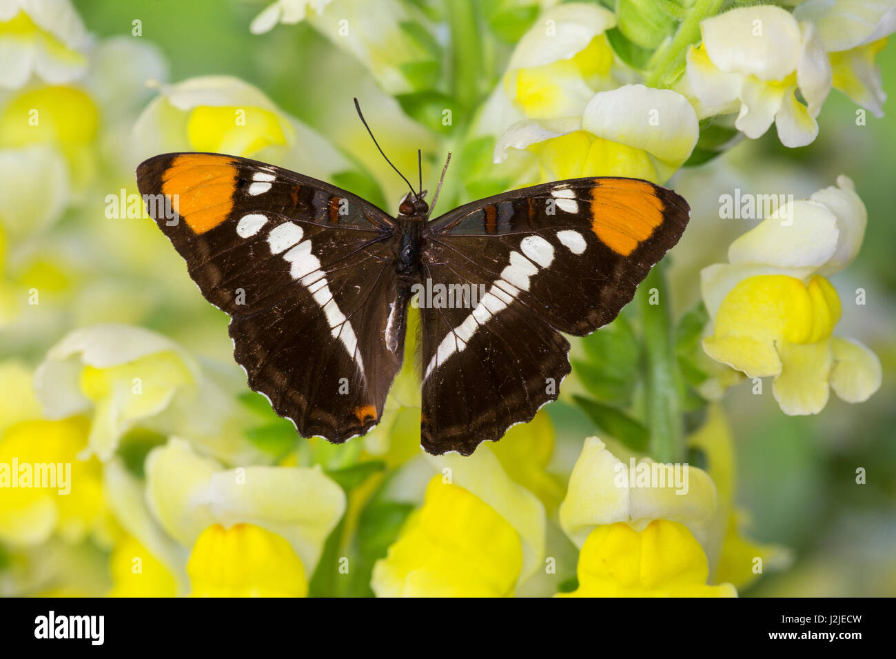 California Sister butterfly, Adelpha bradowii on Yellow and White ...