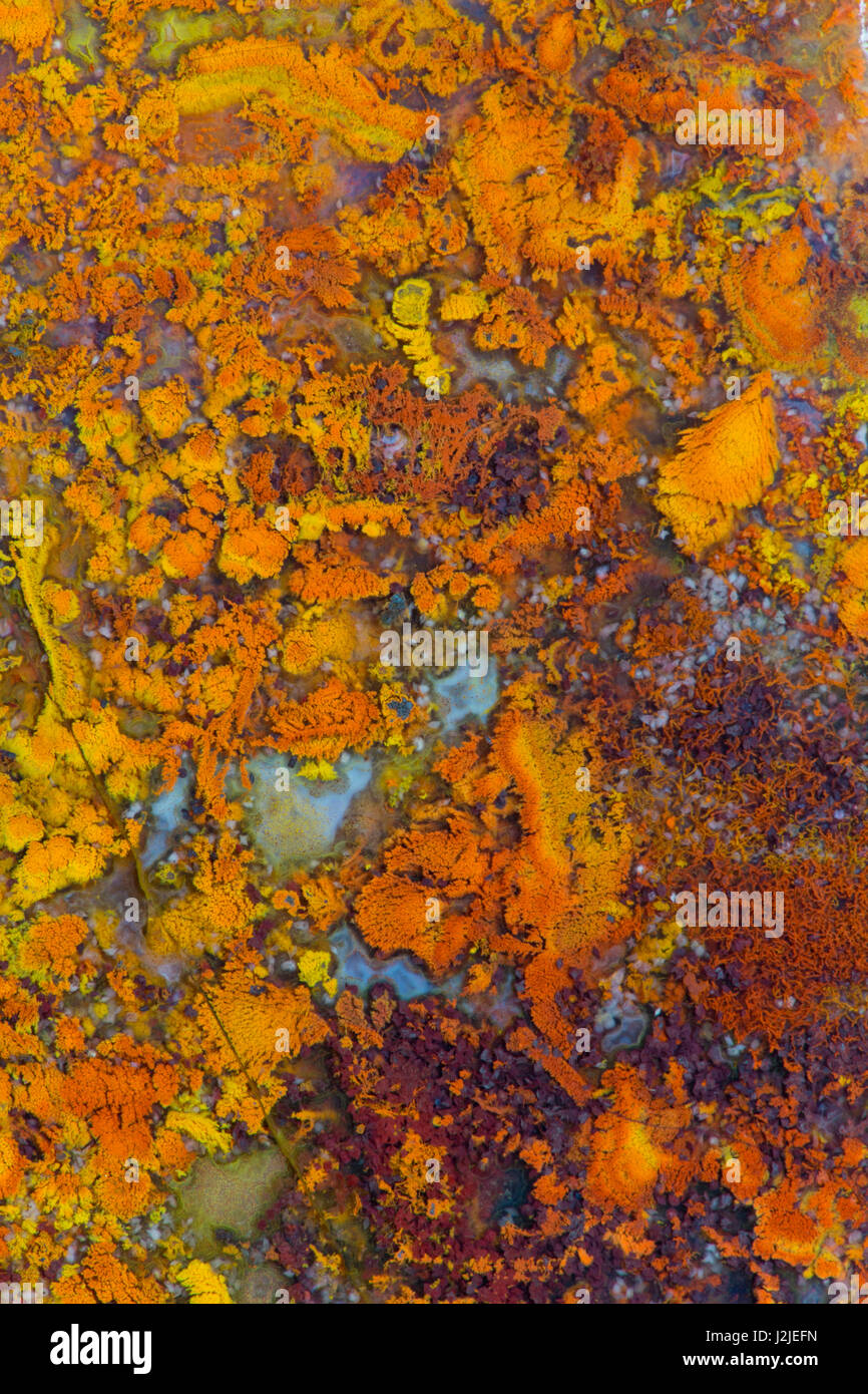 Bloody fox hi-res stock photography and images - Alamy