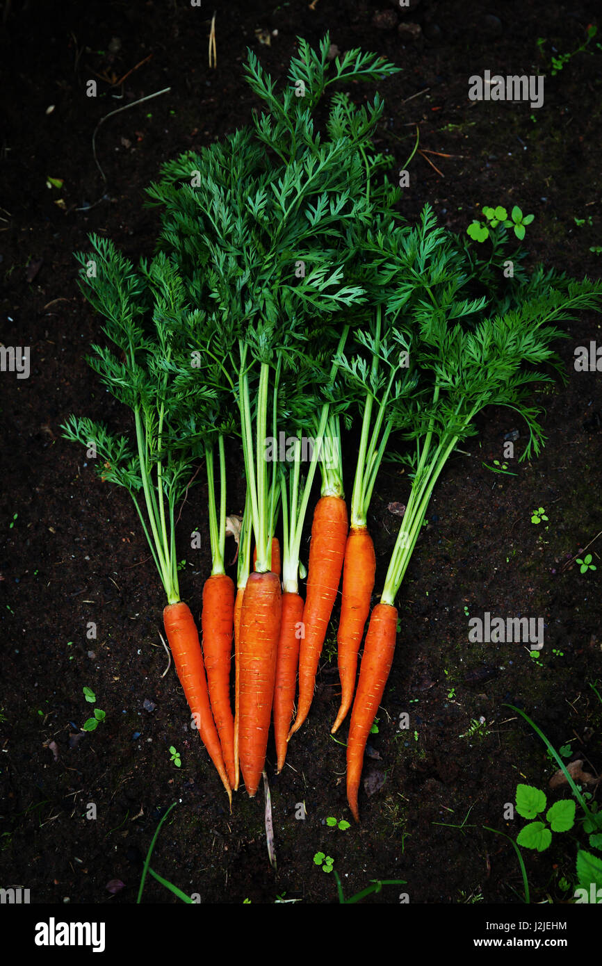 Carrot growing in the garden Stock Photo - Alamy