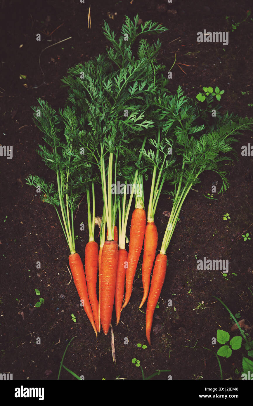 Fresh carrot crop in the garden outdoors Stock Photo - Alamy
