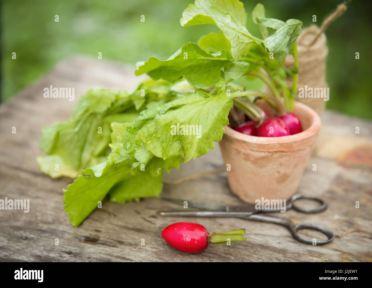 Radish garden pot hi-res stock photography and images - Alamy
