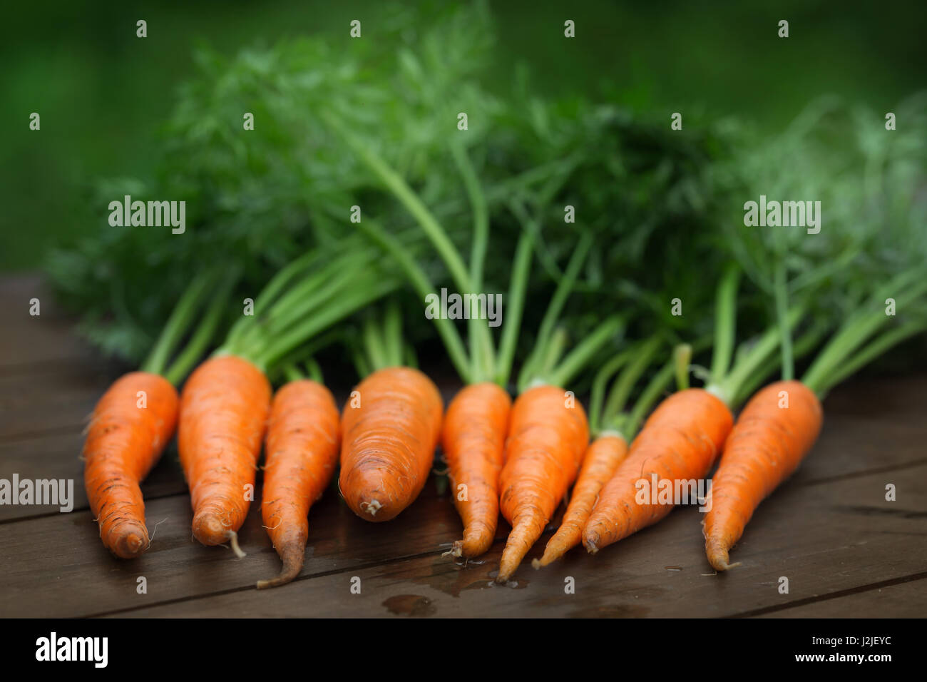 Fresh carrot crop in the garden outdoors Stock Photo - Alamy