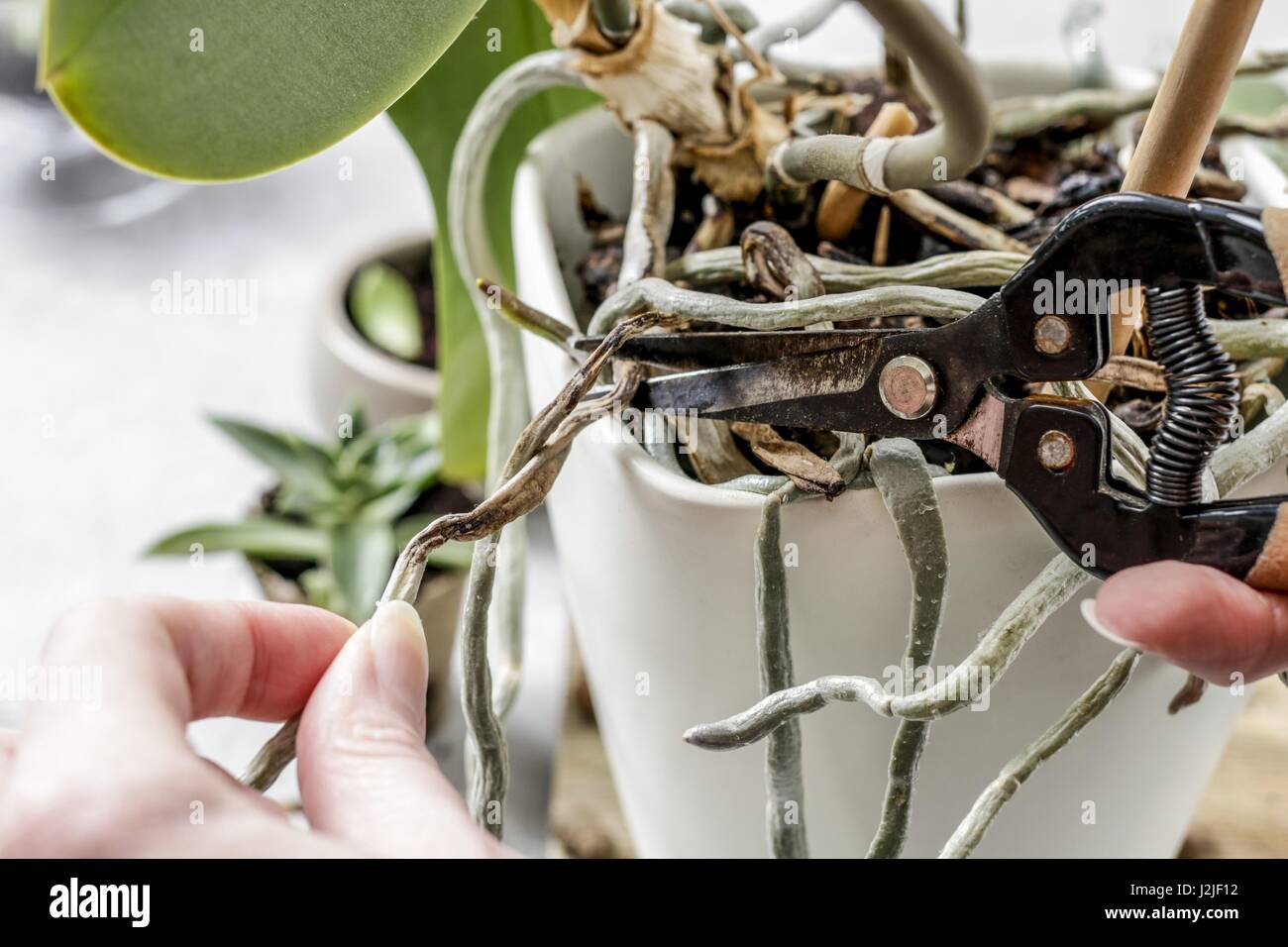 Cutting orchid roots, garden hobby Stock Photo - Alamy