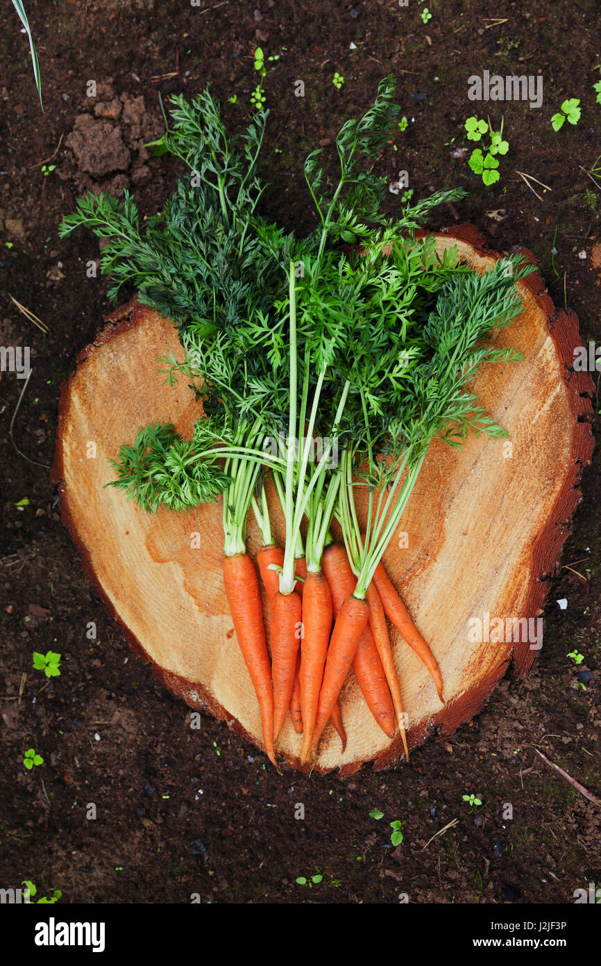 Carrot growing in the garden Stock Photo - Alamy