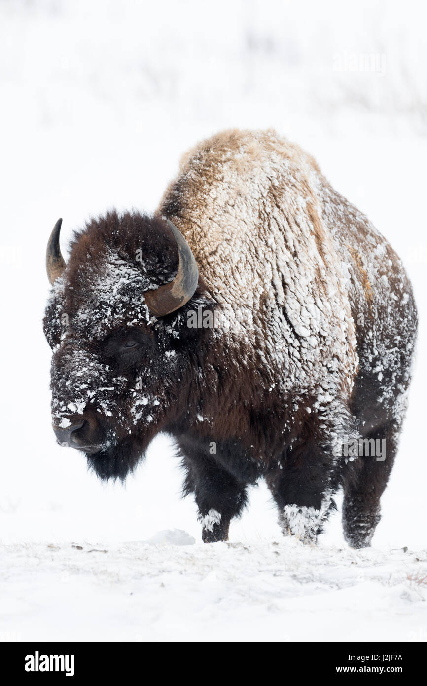 Bison covered in frost hi-res stock photography and images - Alamy