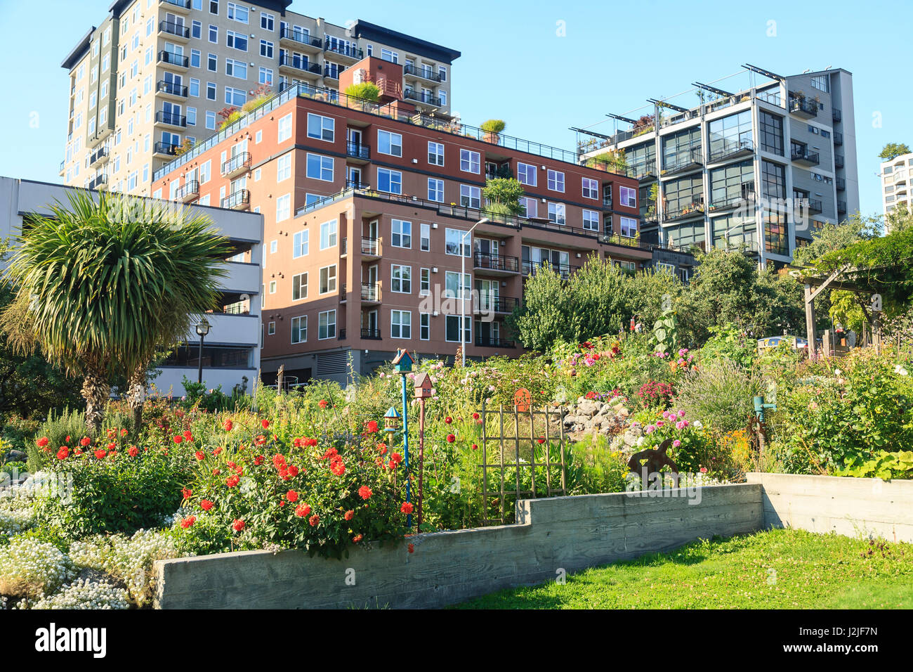 Belltown p patch community garden hi-res stock photography and images ...